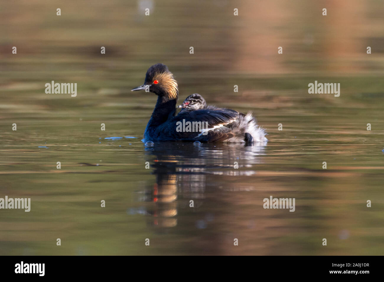 The black-necked grebe family (Podiceps nigricollis), known in North ...