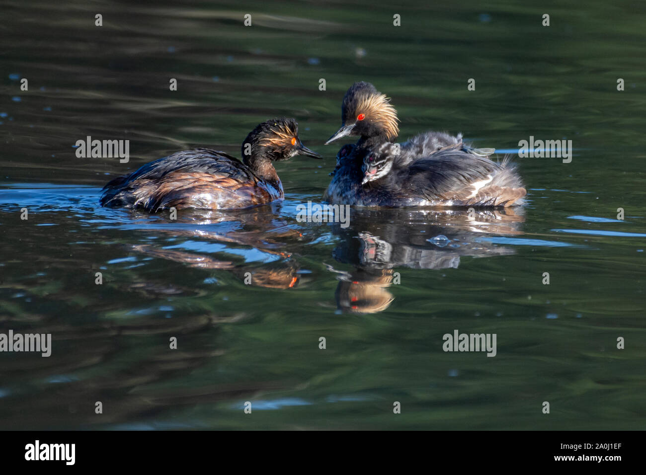The black-necked grebe family (Podiceps nigricollis), known in North ...
