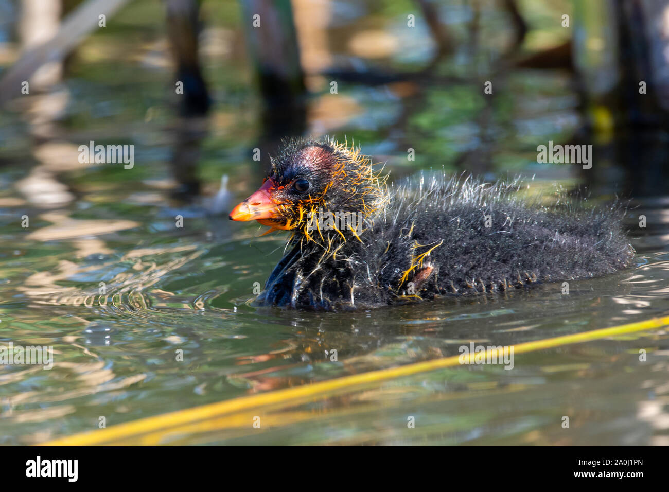 A young baby American coot (Fulica americana), also known as a mud hen ...