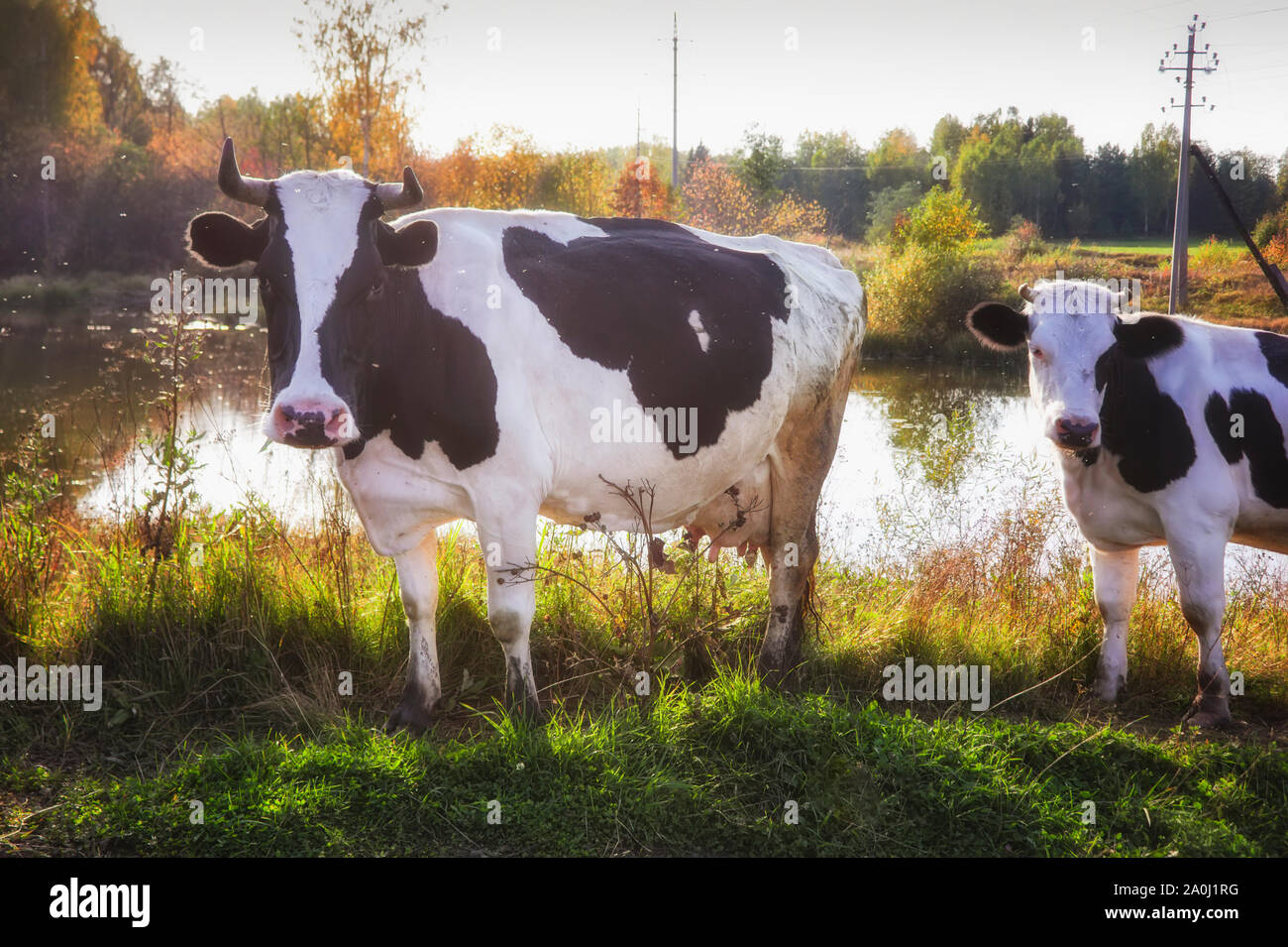 Cow goes on the road, returned home from pasture Stock Photo - Alamy