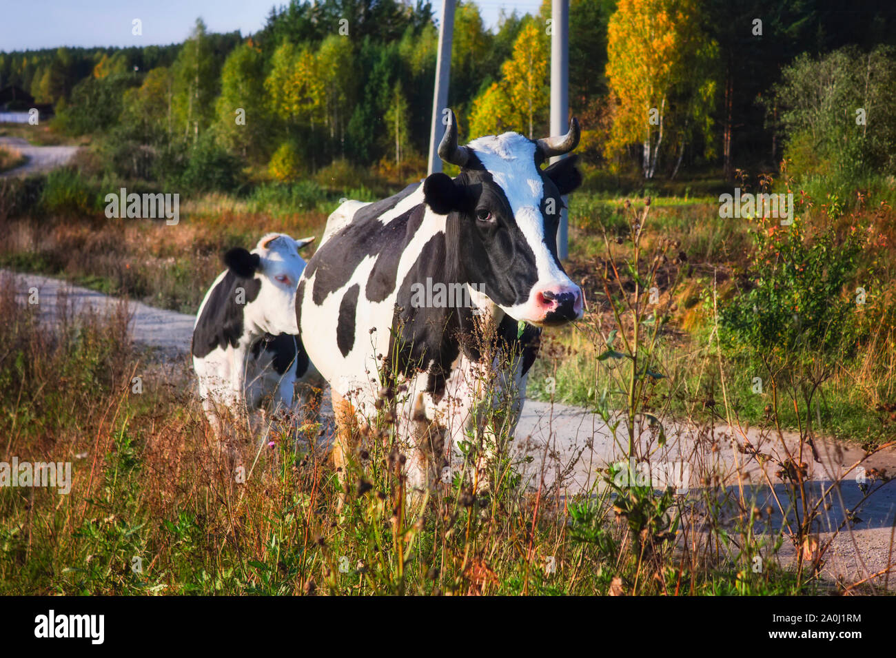 Cow goes on the road, returned home from pasture Stock Photo - Alamy