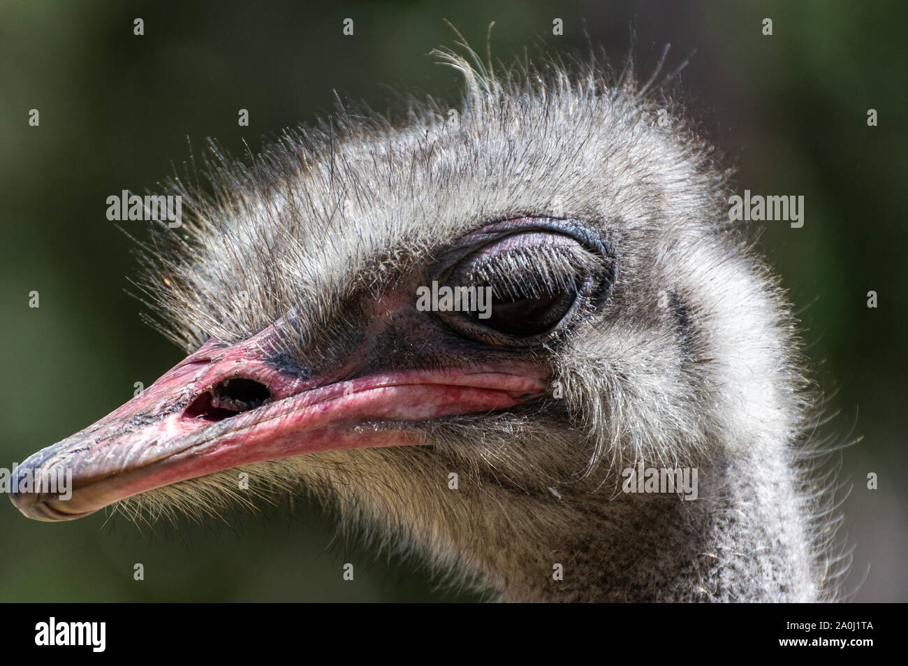 Portrait of a Common ostrich (Struthio camelus Stock Photo - Alamy