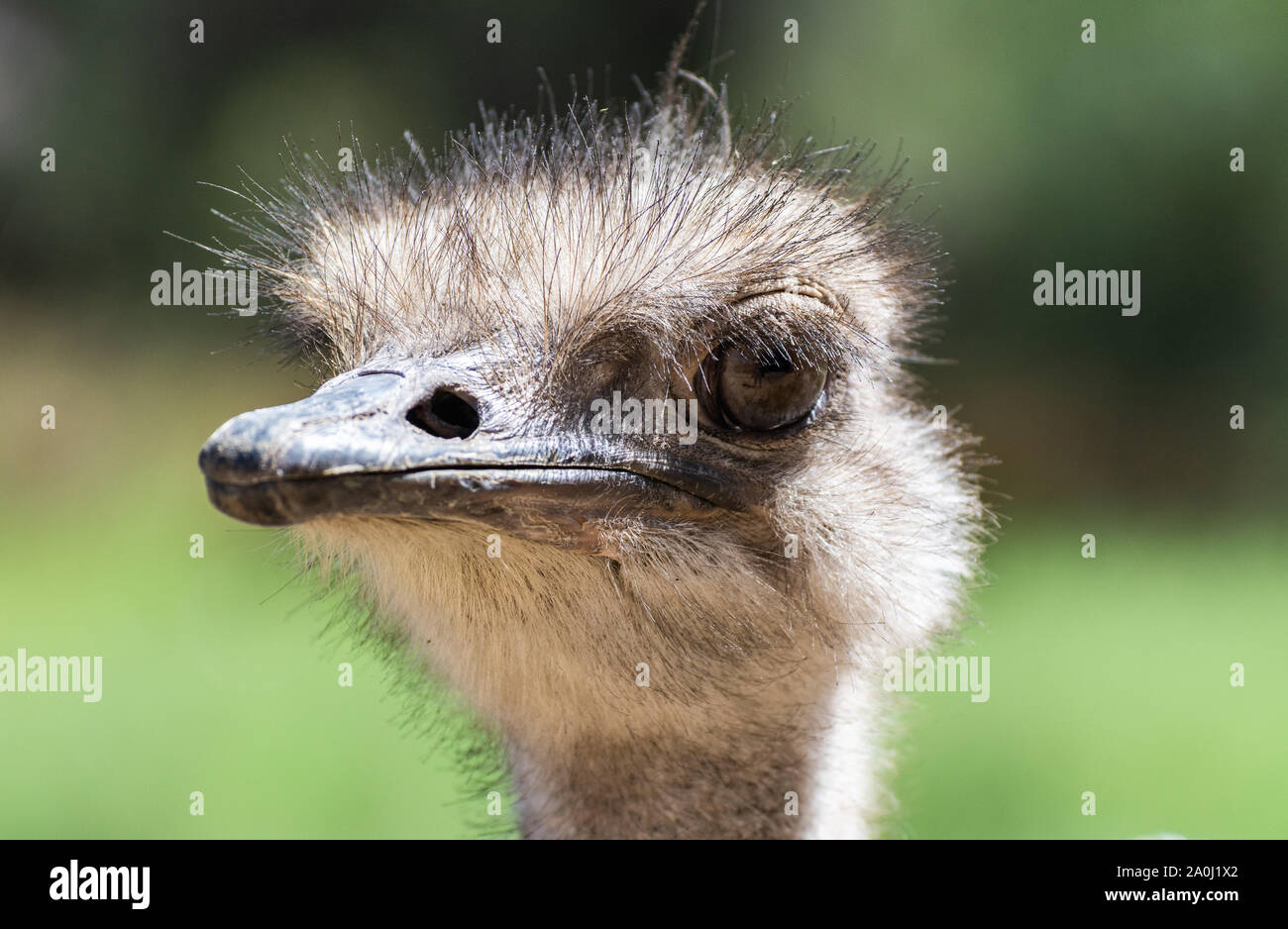 Portrait of a Common ostrich (Struthio camelus Stock Photo - Alamy