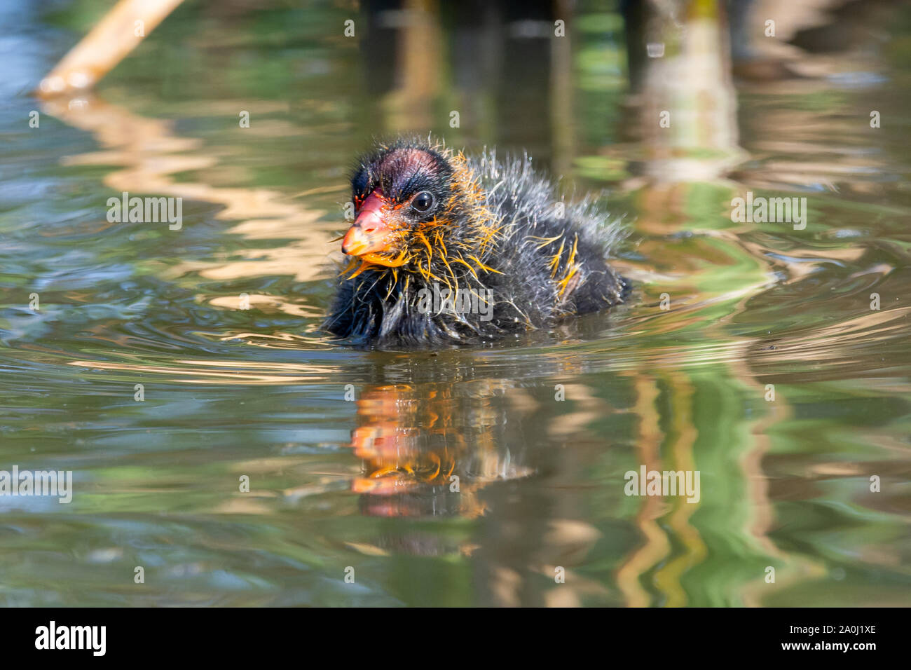 A young baby American coot (Fulica americana), also known as a mud hen ...