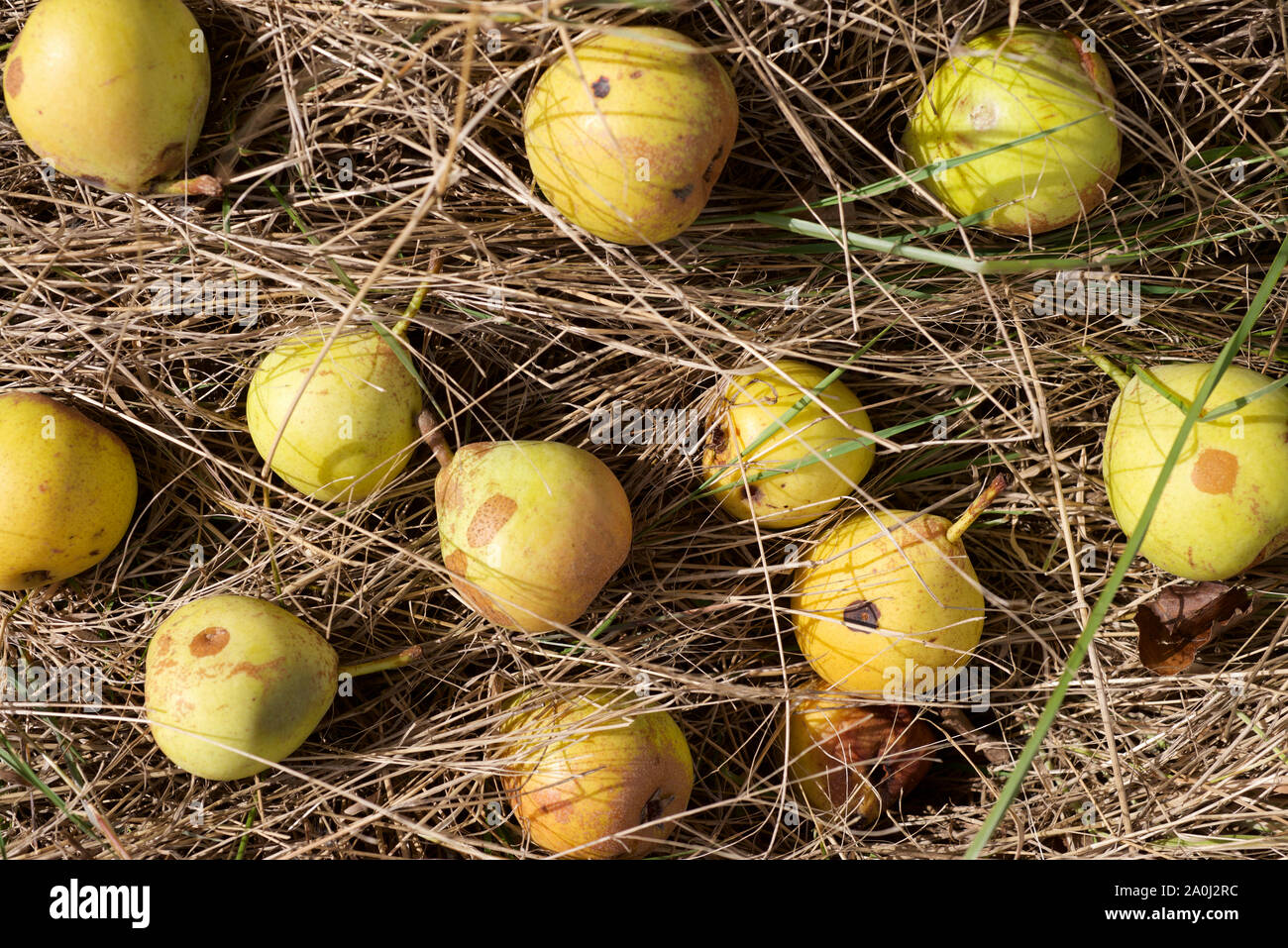 English pears hi-res stock photography and images - Alamy