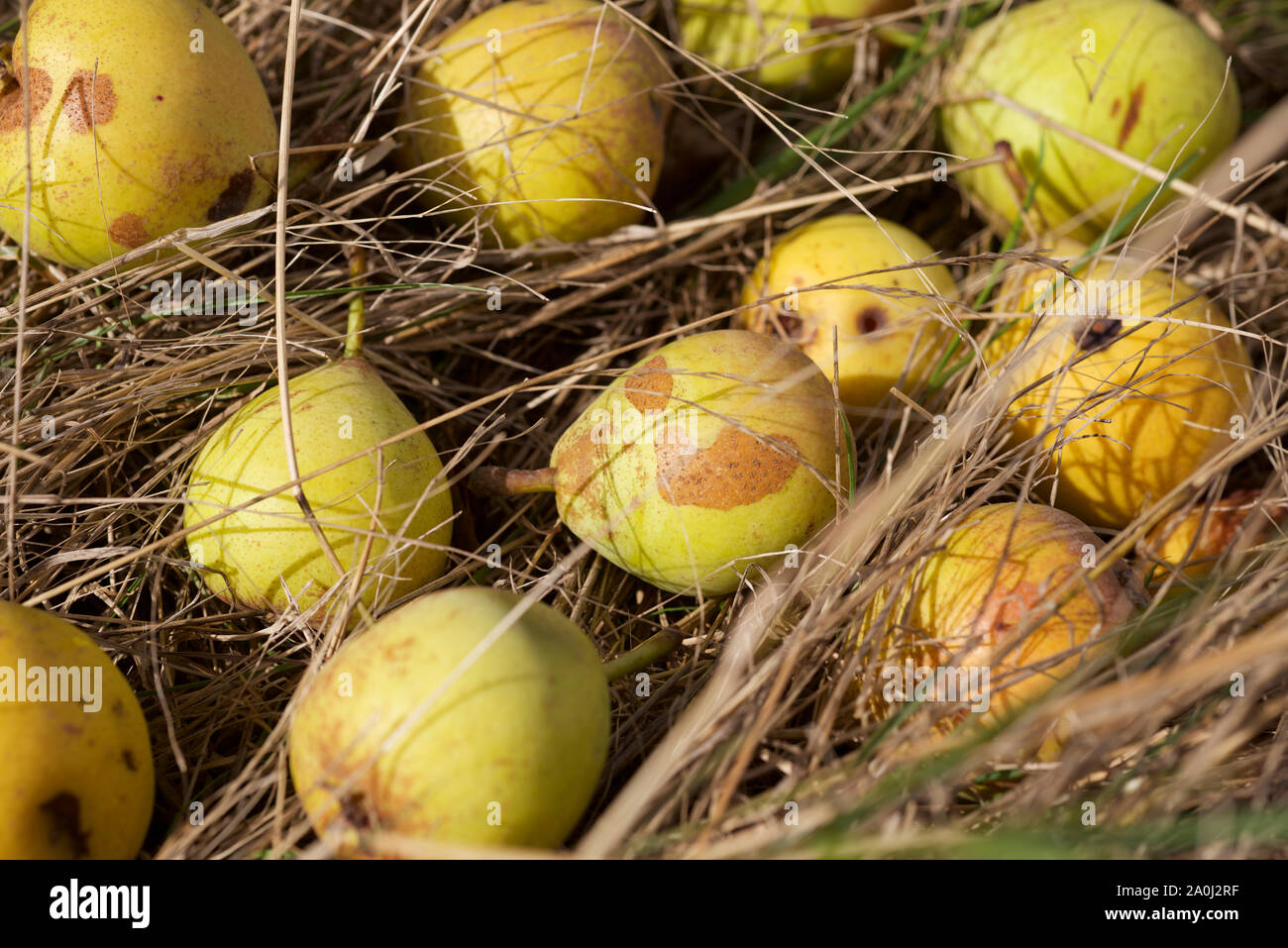 Windfall pears in an English orchard laying on a bed of dry straw Stock ...