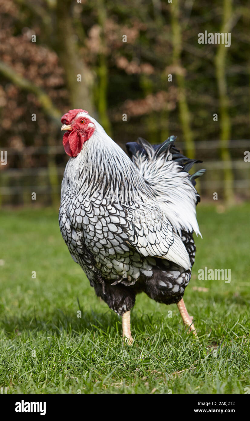 Free range silver-laced Wyandotte rooster in field Stock Photo - Alamy