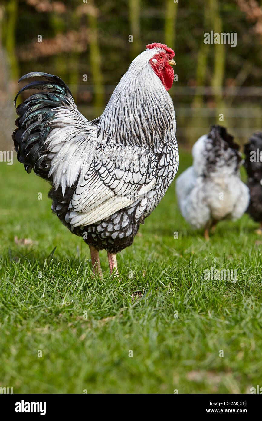 Free range silver-laced Wyandotte rooster in field Stock Photo - Alamy