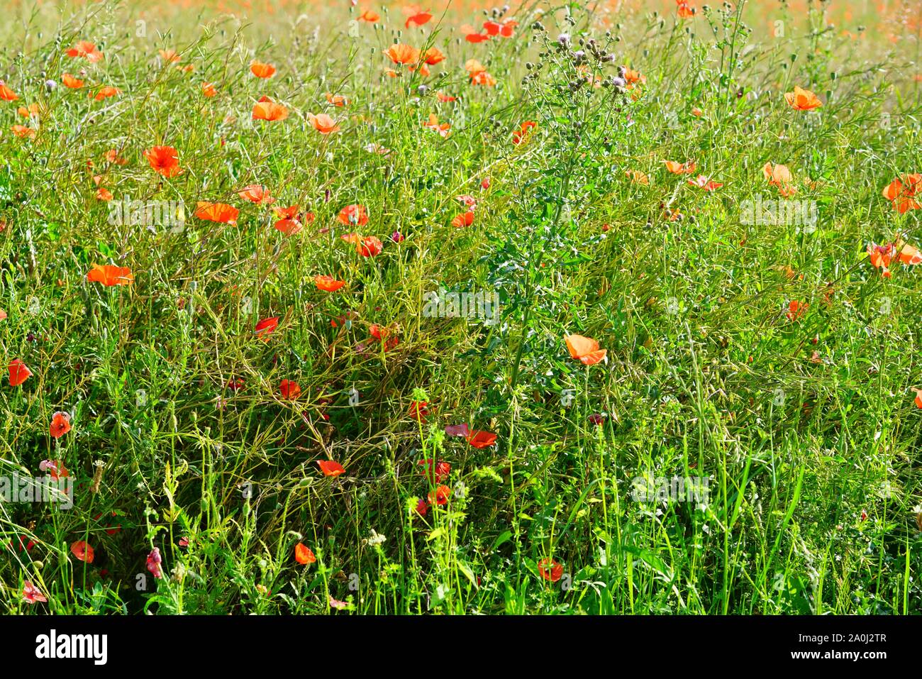 Field meadow with wild poppy flowers Stock Photo - Alamy