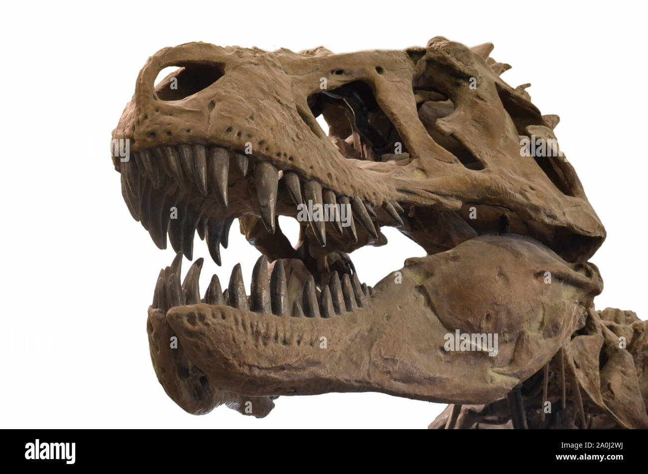 Portrait of a tyrannosaurus rex's skull isolated on white background. T ...