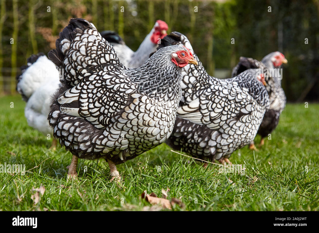 Silver laced wyandotte hi-res stock photography and images - Alamy