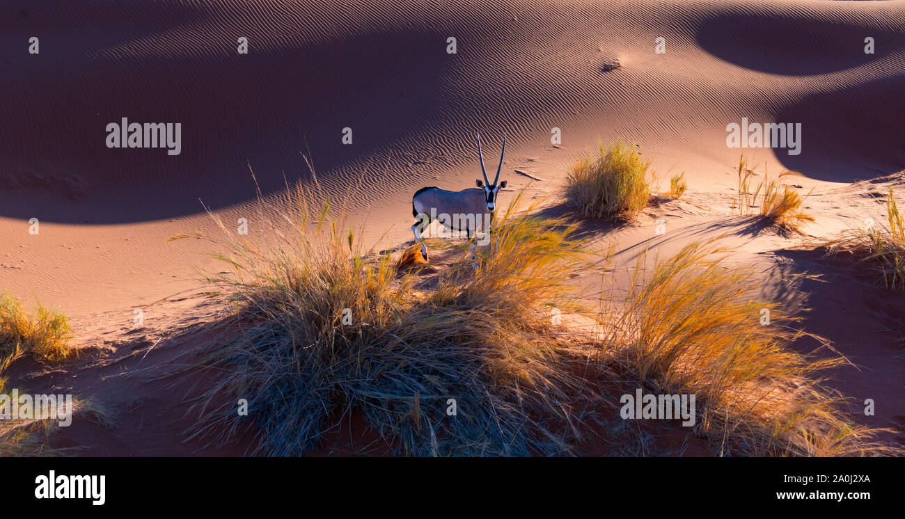 Gemsbok or gemsbuck (Oryx gazella), Namib Desert, Namibia, Africa Stock ...