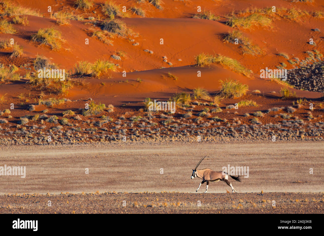 Gemsbok or gemsbuck (Oryx gazella), Namib Desert, Namibia, Africa Stock ...