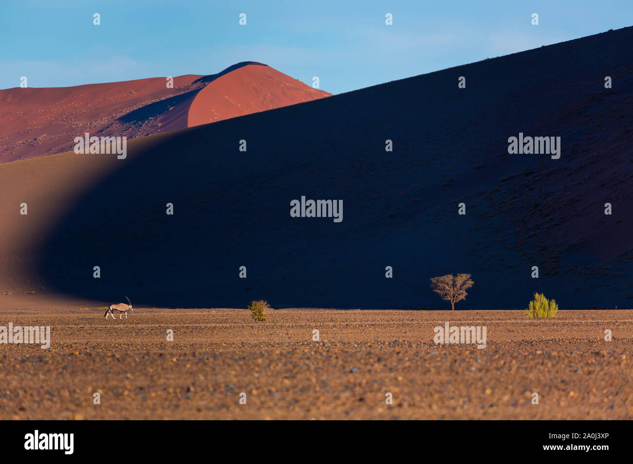 Gemsbok or gemsbuck (Oryx gazella), Namib Desert, Namibia, Africa Stock ...