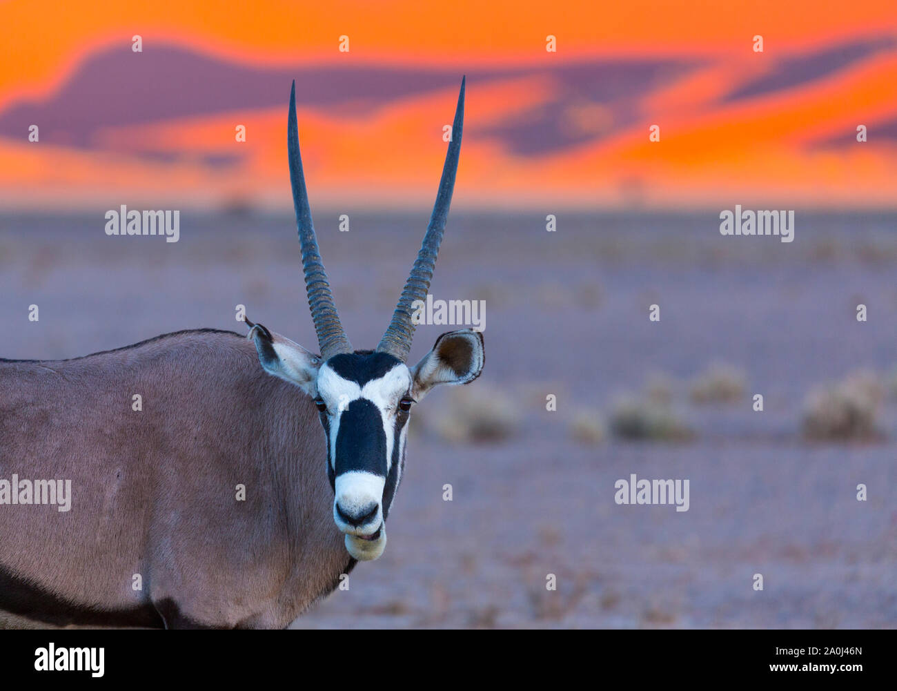 Gemsbok or gemsbuck (Oryx gazella), Namib Desert, Namibia, Africa Stock ...