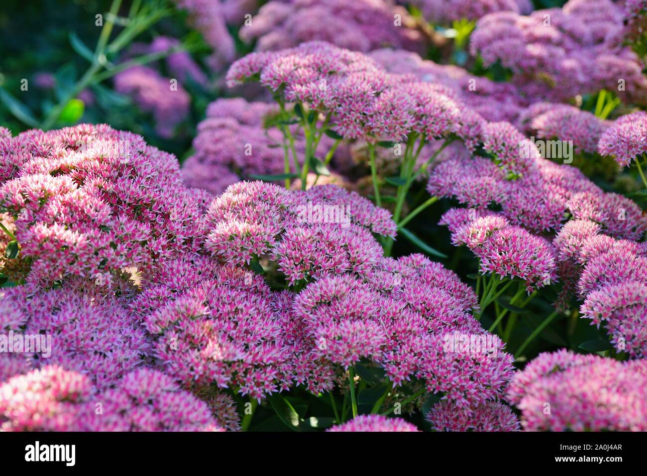 Sedum autumn joy hi-res stock photography and images - Alamy