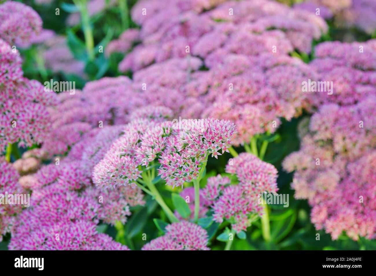 Sedum autumn joy hi-res stock photography and images - Alamy