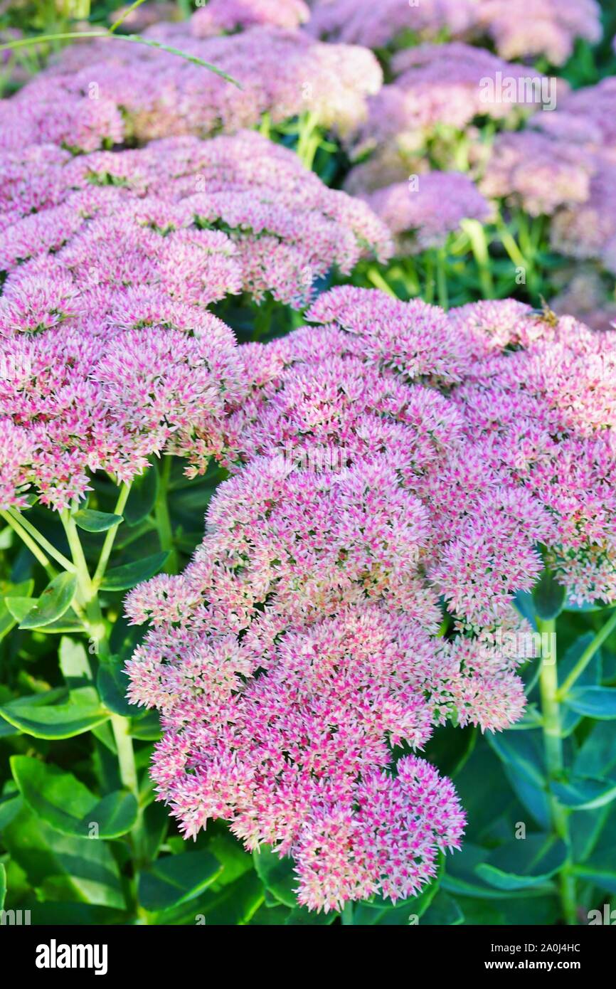 Pink blooms of sedum "autumn joy" flowers in the fall Stock Photo - Alamy