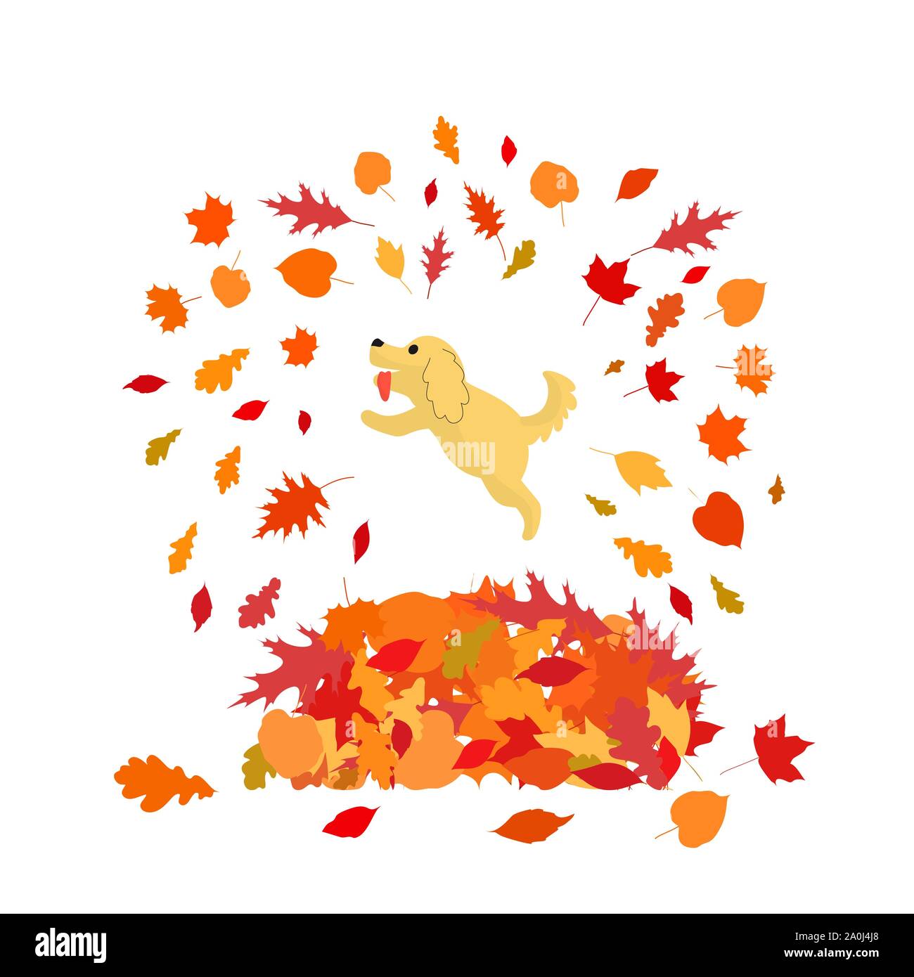 Happy dog is jumping to big heap of autumn leaves. Isolated on a white ...