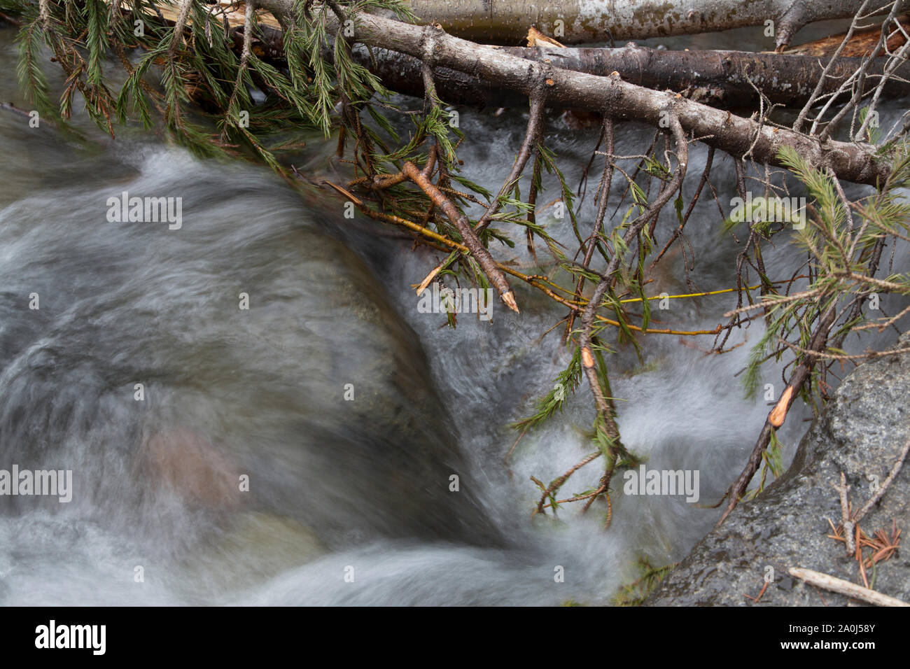 Fallen tree branches hi-res stock photography and images - Alamy