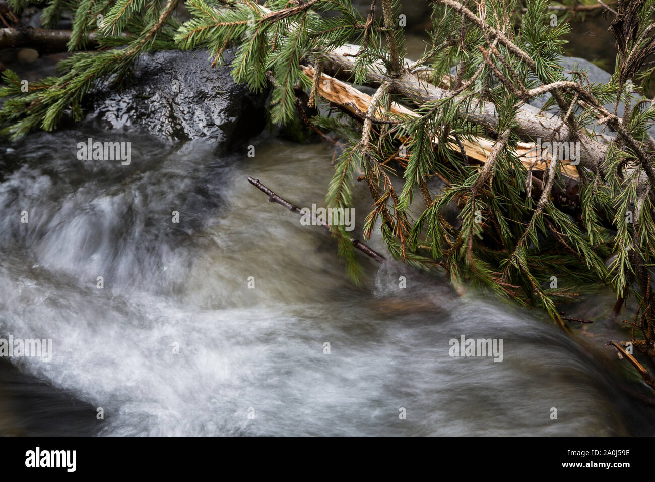 A creek flows past fallen tree branches in southwest Colorado Stock ...