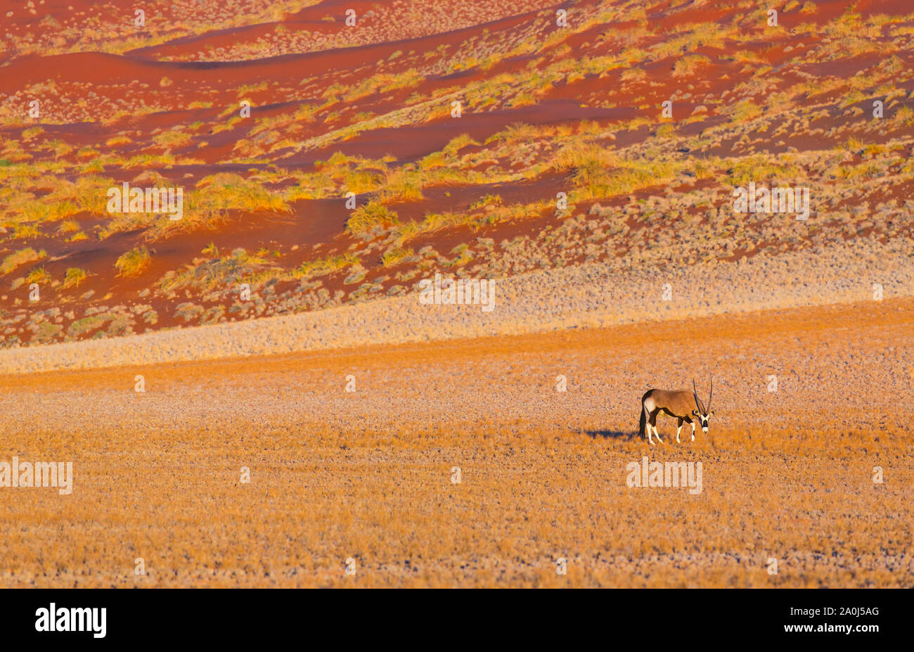 Gemsbok or gemsbuck (Oryx gazella), Namib Desert, Namibia, Africa Stock ...
