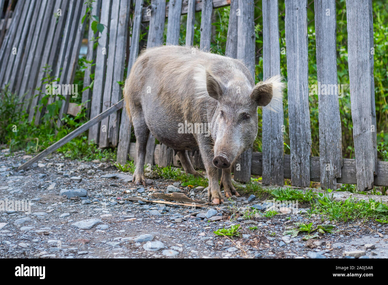 Pig like hi-res stock photography and images - Alamy