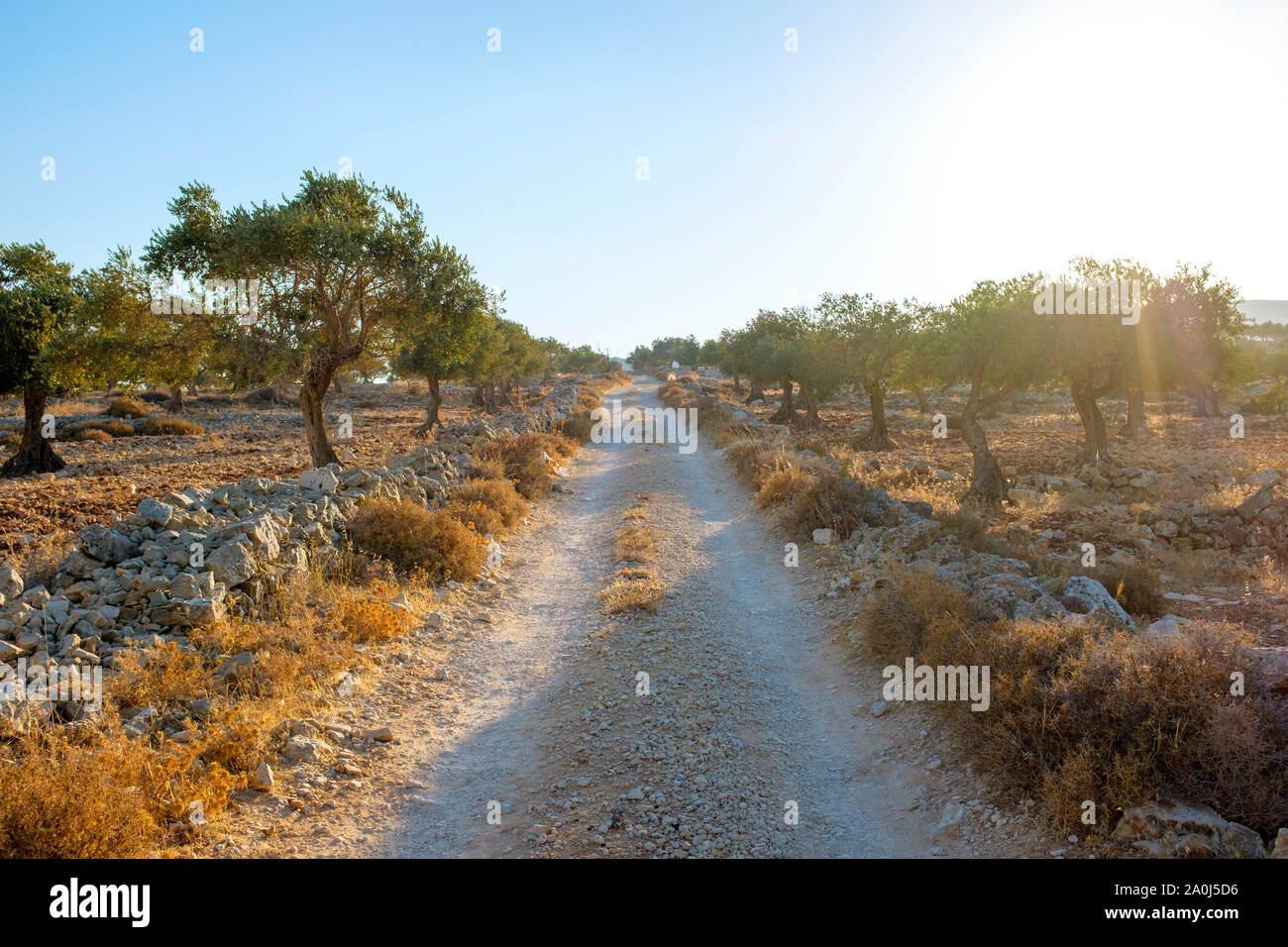 Palestine, West Bank, Ramallah and al-Bireh, Taybeh village ...