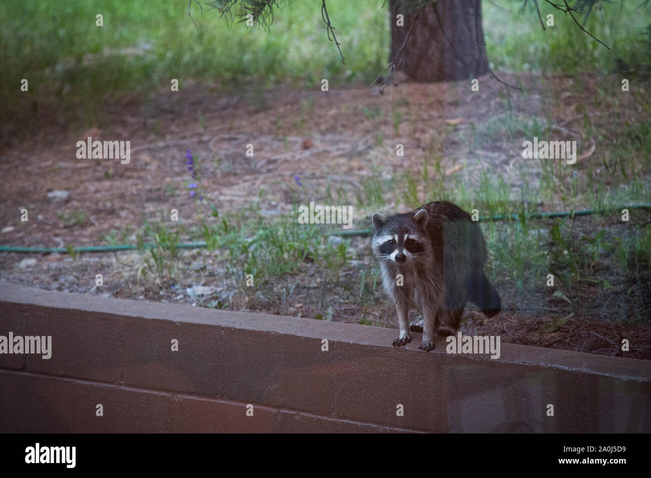 Raccoon tail hi-res stock photography and images - Alamy