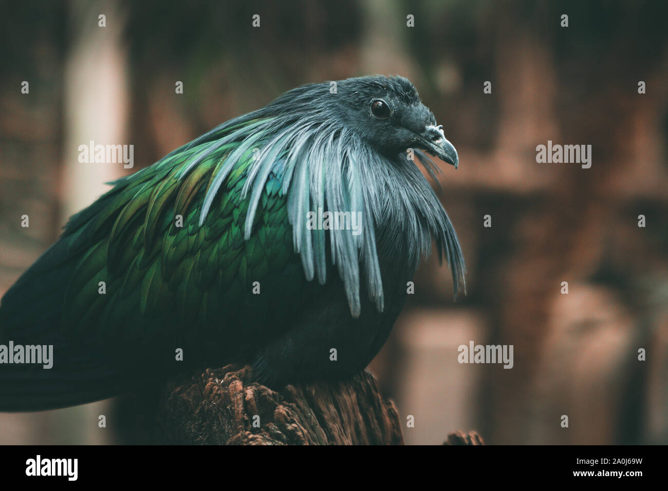 Nice bird hi-res stock photography and images - Alamy