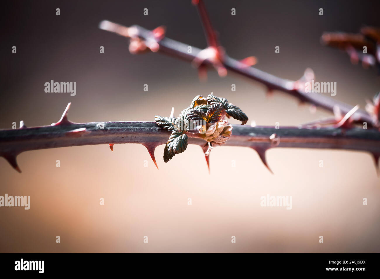 Prickles on leaves hi-res stock photography and images - Alamy
