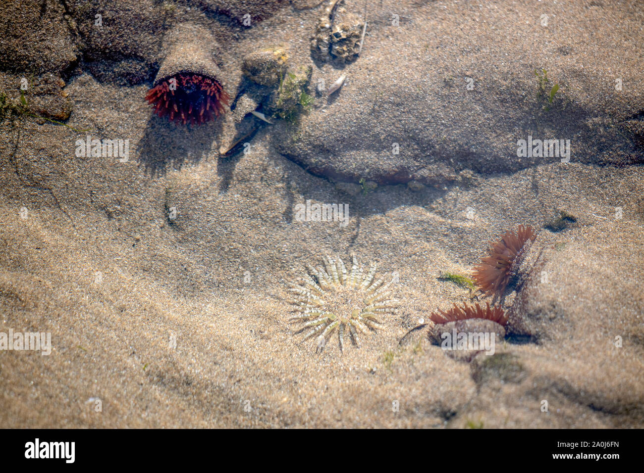 Sea Anemones Uk Stock Photos & Sea Anemones Uk Stock Images - Alamy