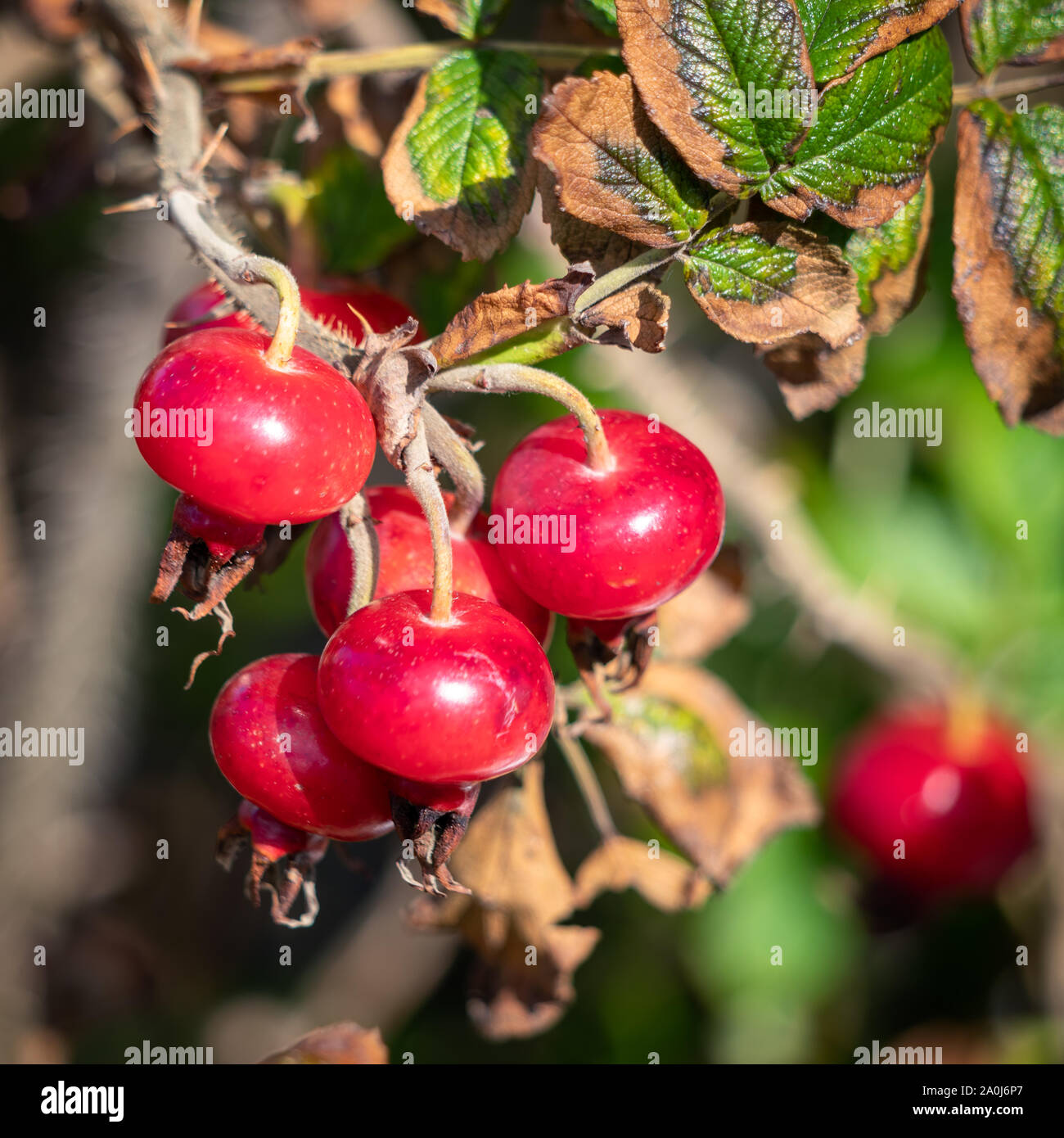 Broad hips hi-res stock photography and images - Alamy
