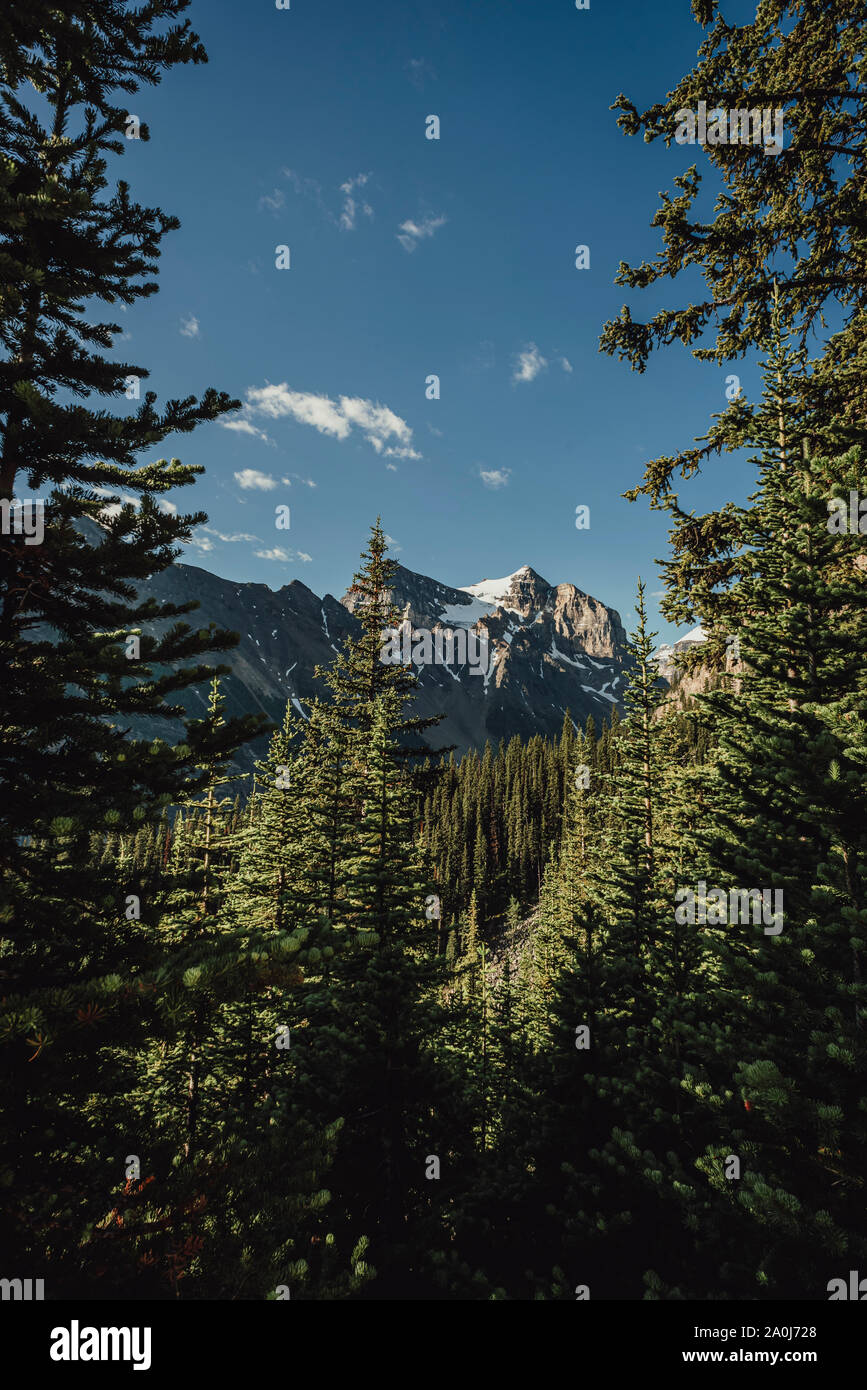 Fir tree trees evergreen evergreens hi-res stock photography and images ...