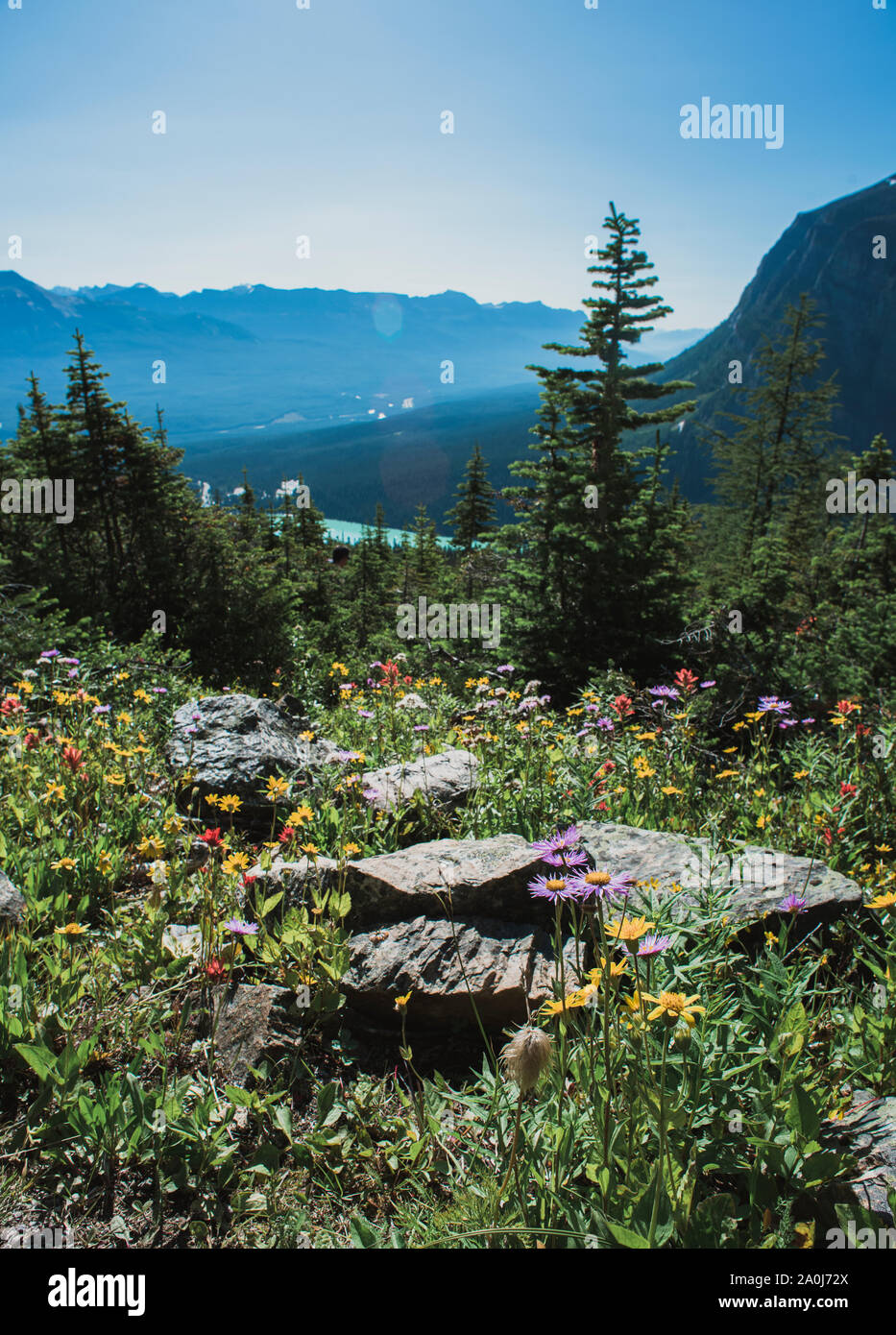 Banff national park mountain wildflowers hi-res stock photography and ...