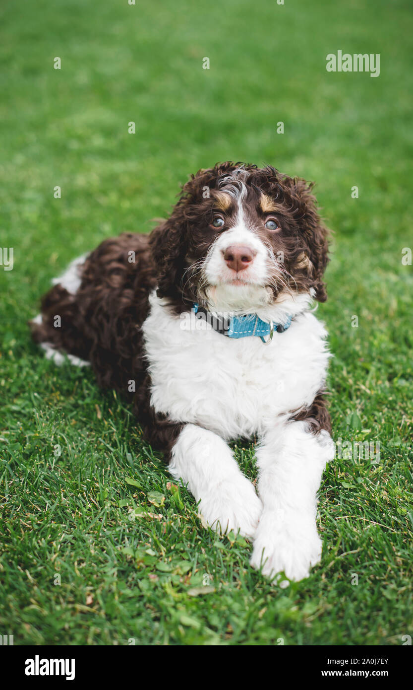 Close up of cute bernedoodle puppy laying on the grass outside Stock ...