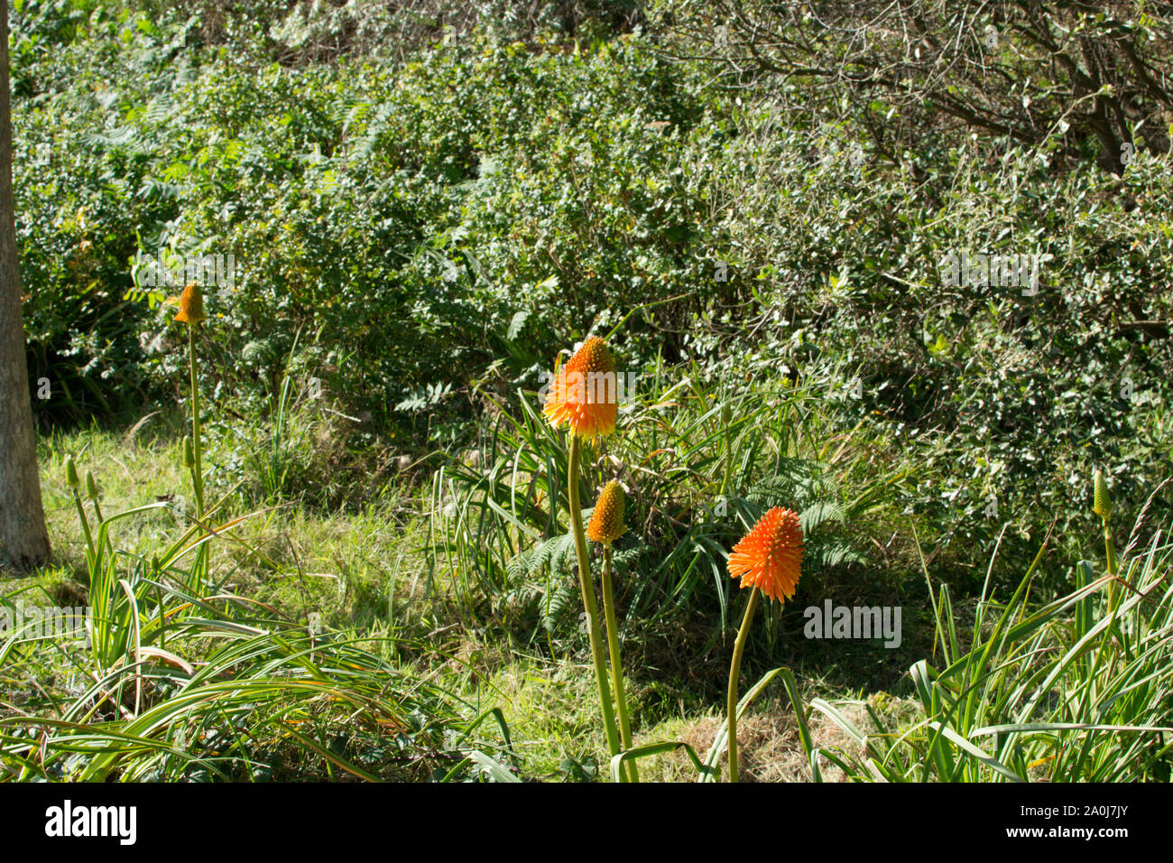 Orange Flower, St Michael's Mount, Cornwall, United Kingdom Stock Photo ...
