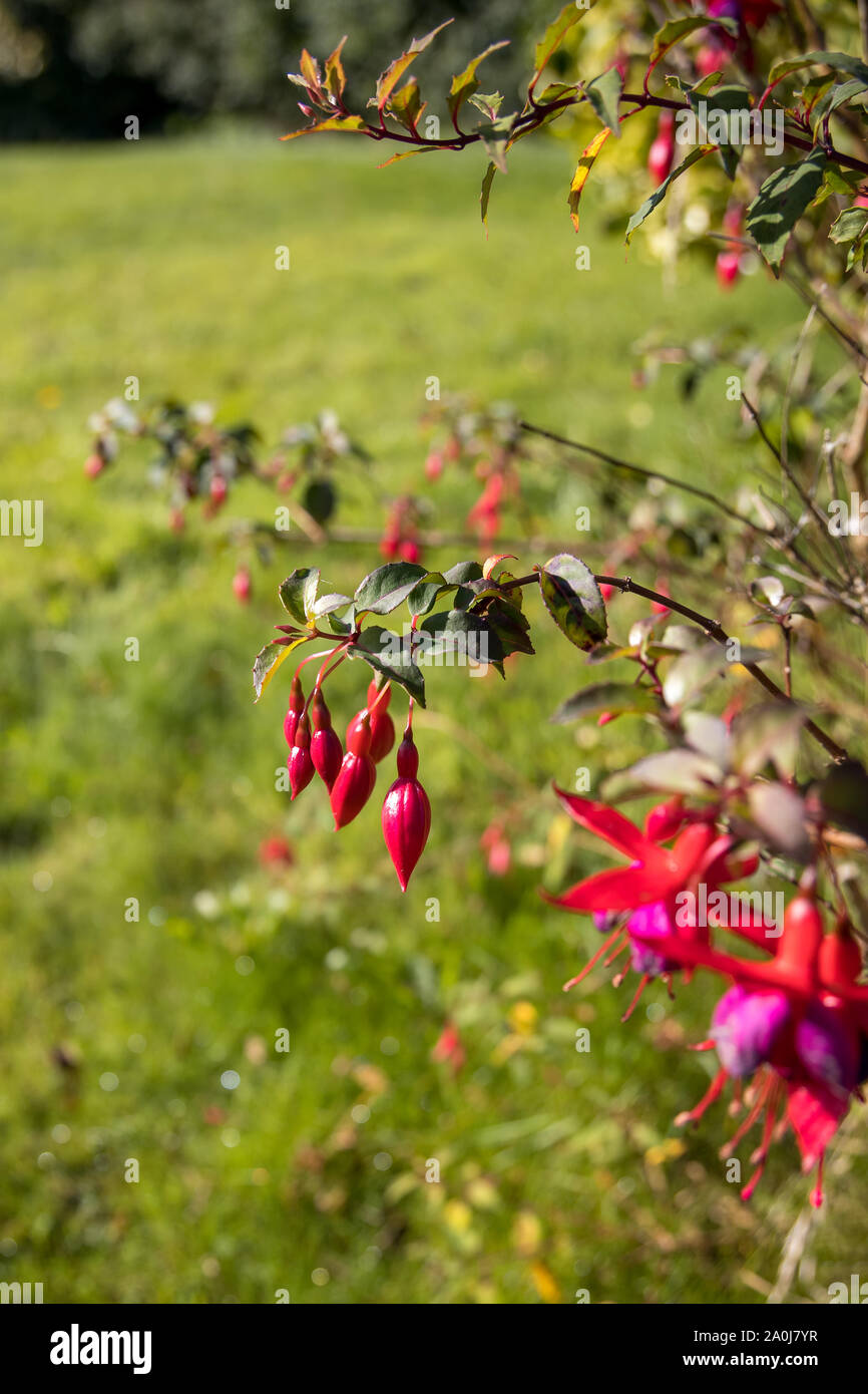 Red firecracker fuchsia hi-res stock photography and images - Alamy