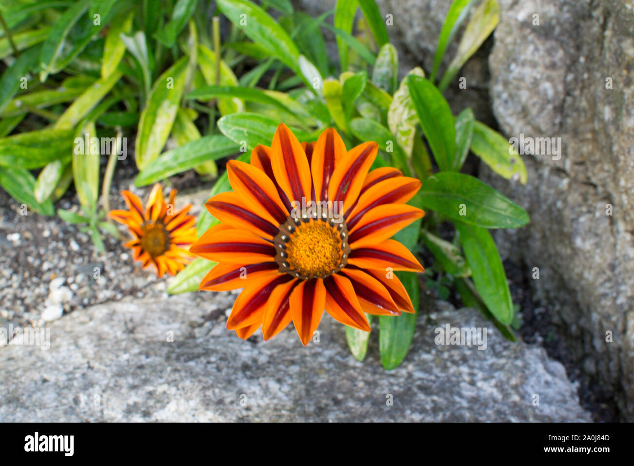 Michaels flower hi-res stock photography and images - Alamy