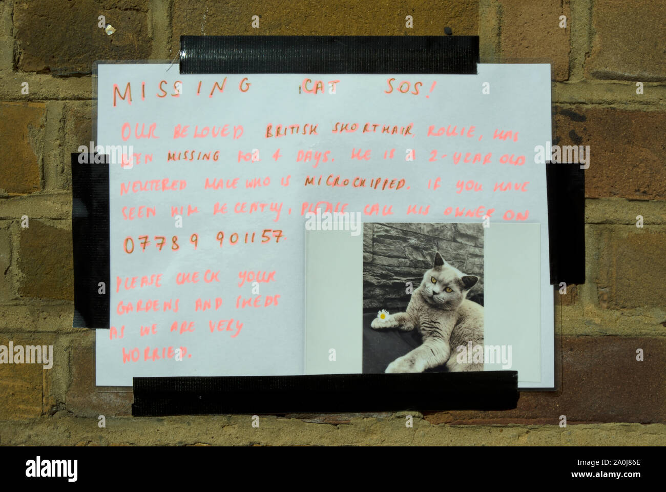 handwritten missing cat notice in richmond, southwest london, england ...