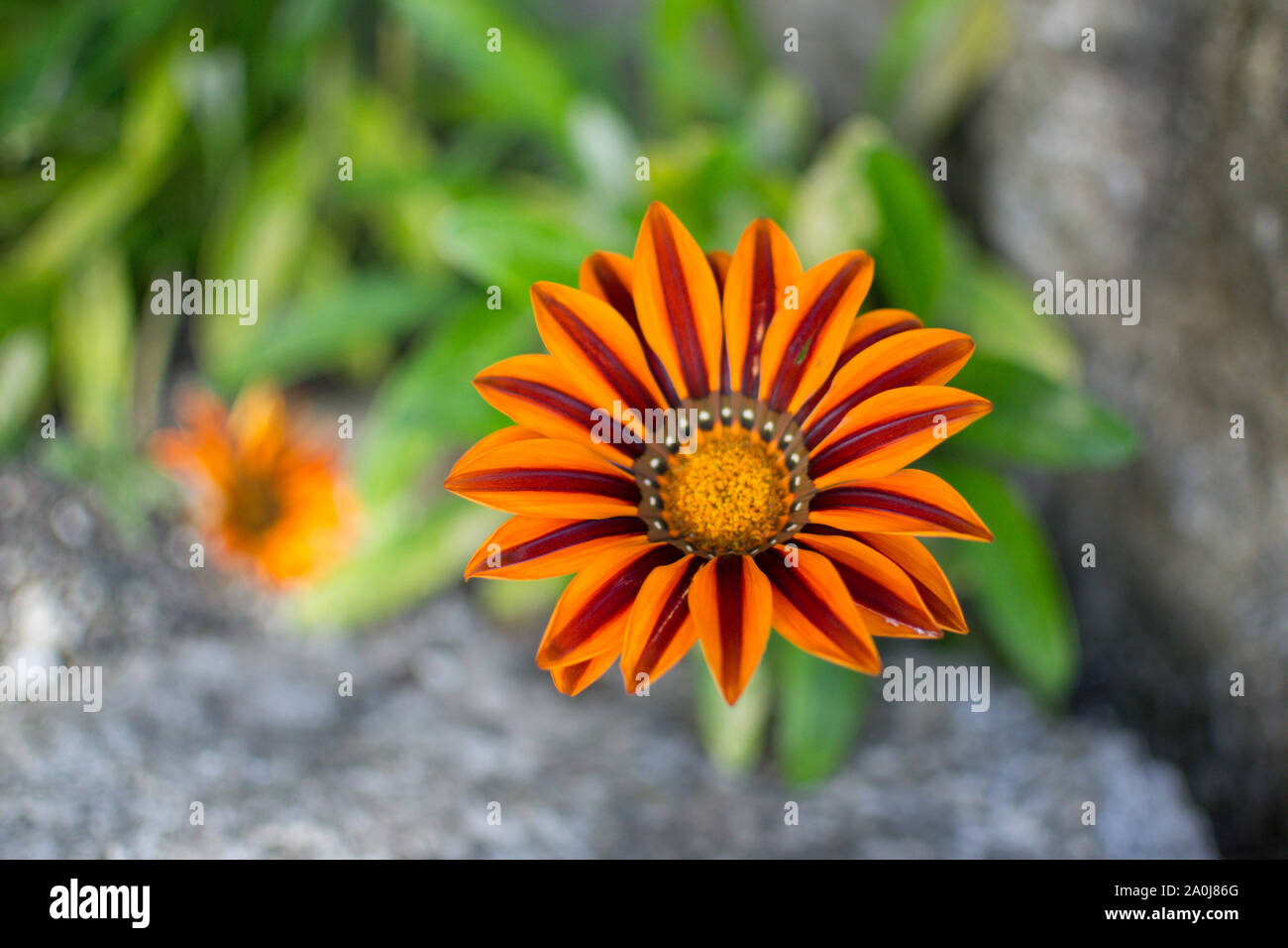 Treasure flower michael hi-res stock photography and images - Alamy