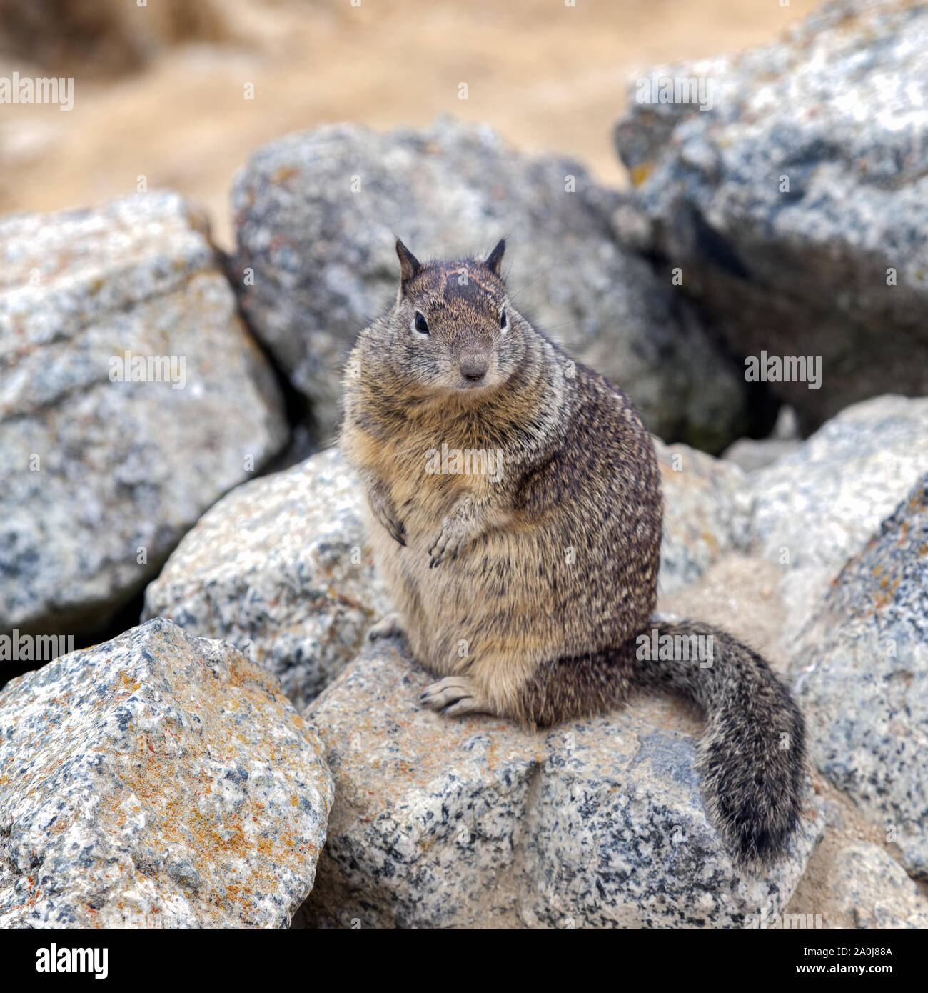Overweight squirrel hi-res stock photography and images - Alamy