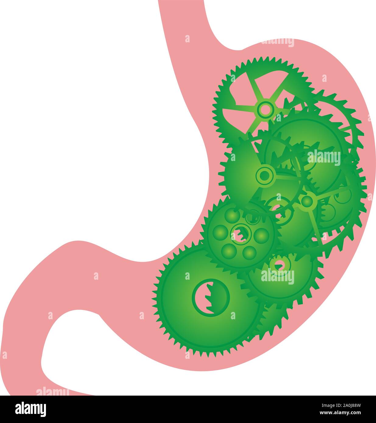 Good digestion stomach vector illustration on a white background ...