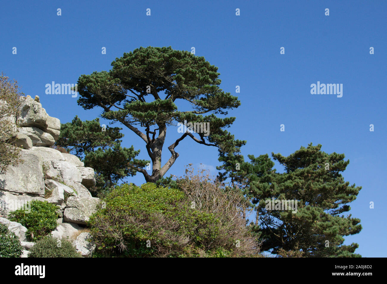 Trees on St Michael's Mount Stock Photo - Alamy