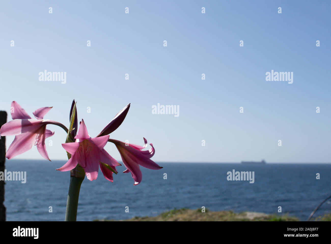 Beautiful Pink Flowers, St Michael's Mount Stock Photo - Alamy