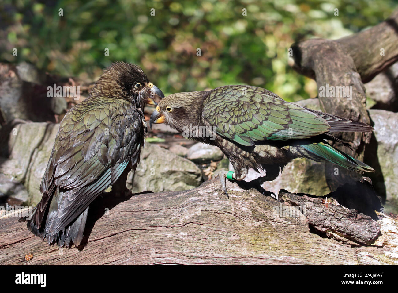 Bonding Birds High Resolution Stock Photography and Images - Alamy