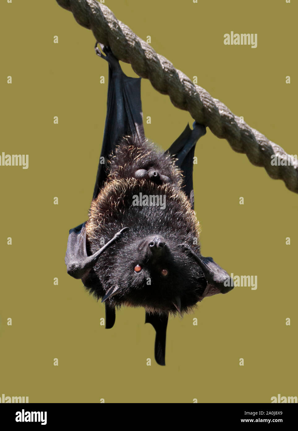 Livingstone’s fruit bats hi-res stock photography and images - Alamy
