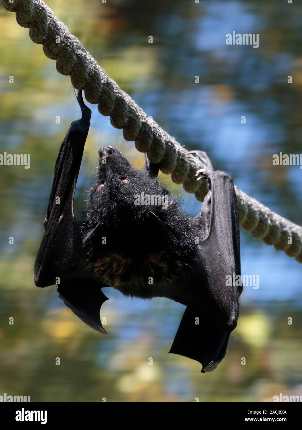 Male Fruit Bat