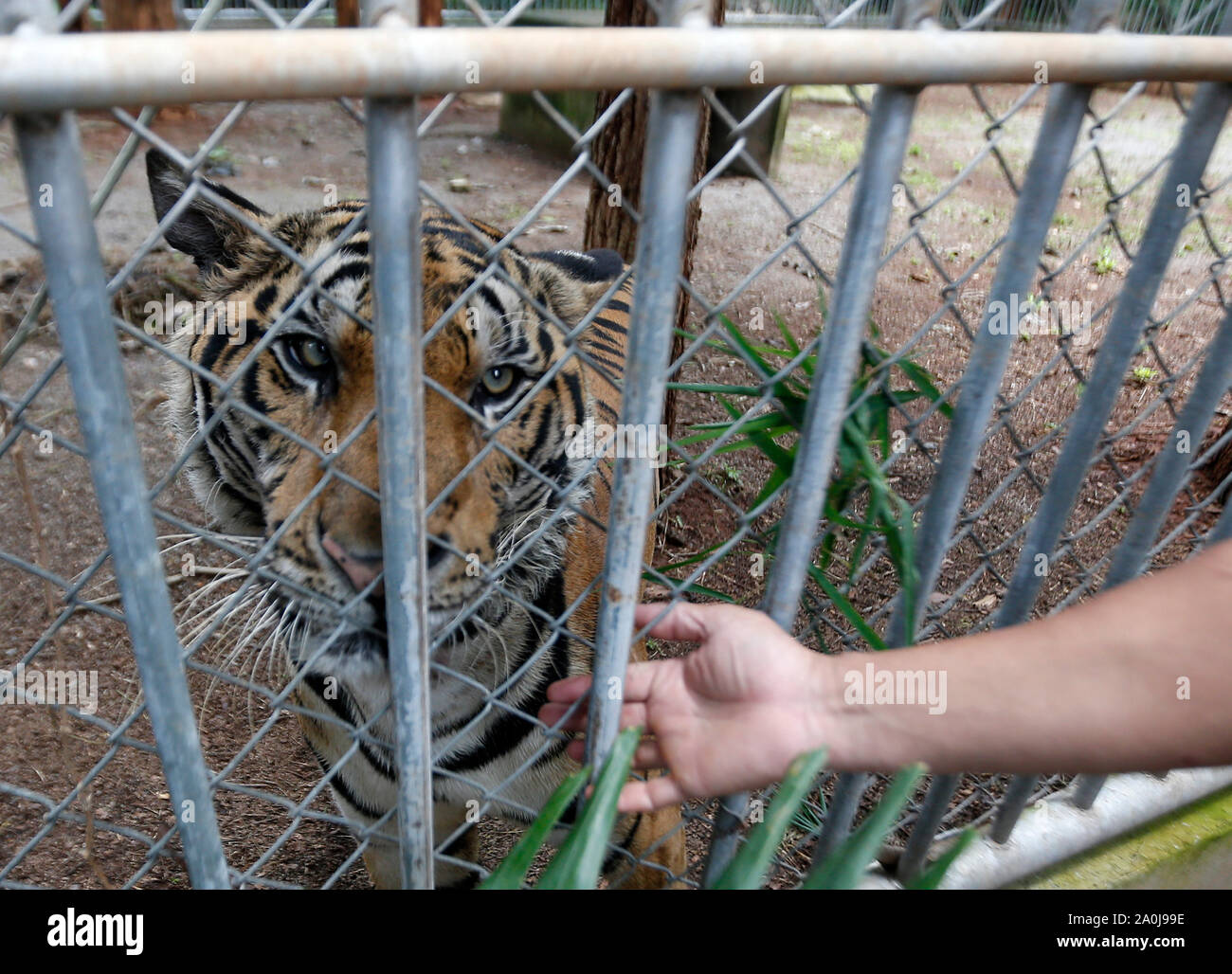 Tiger Protection High Resolution Stock Photography and Images - Alamy
