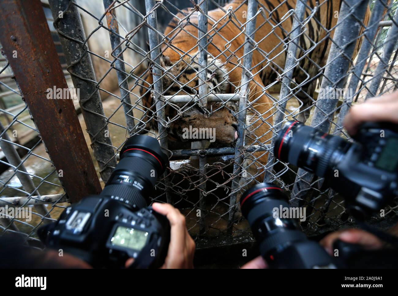 Tiger protection hi-res stock photography and images - Alamy